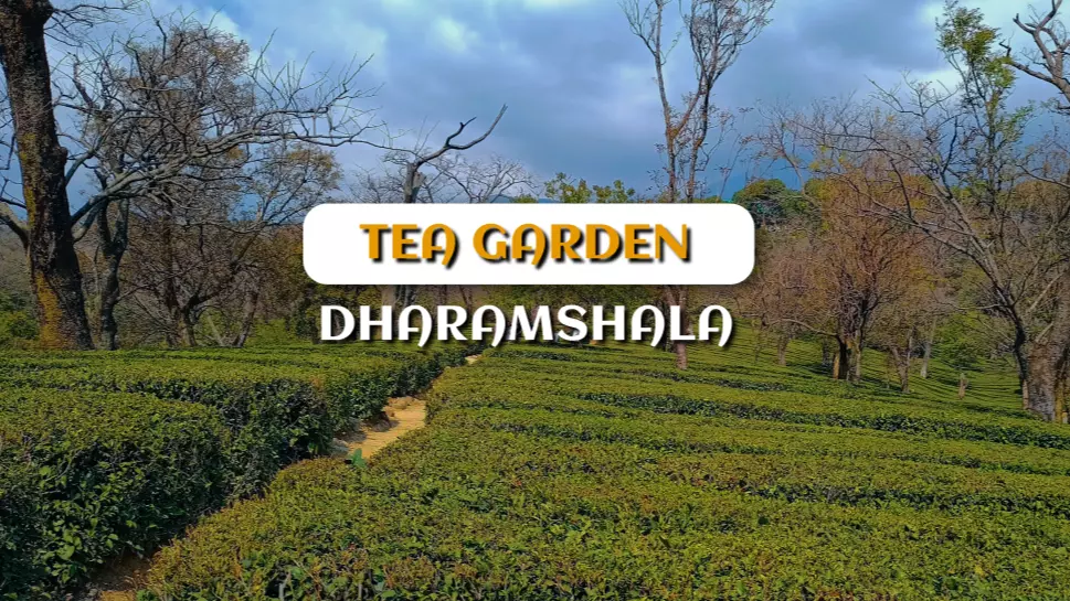 Tea Garden Dharamshala - Eco Travellers